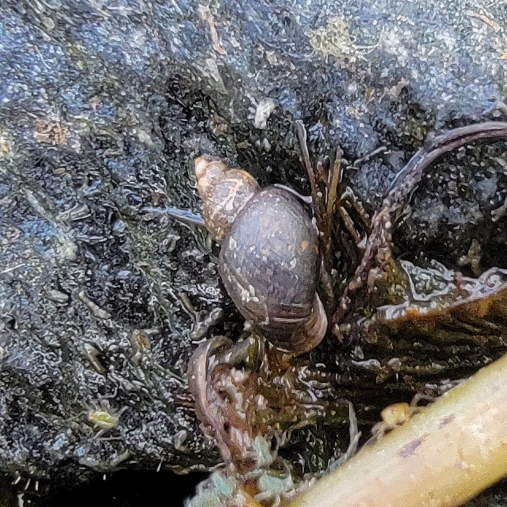 Gastropods from Quechee, Hartford, VT, USA on August 06, 2022 at 04:39 ...