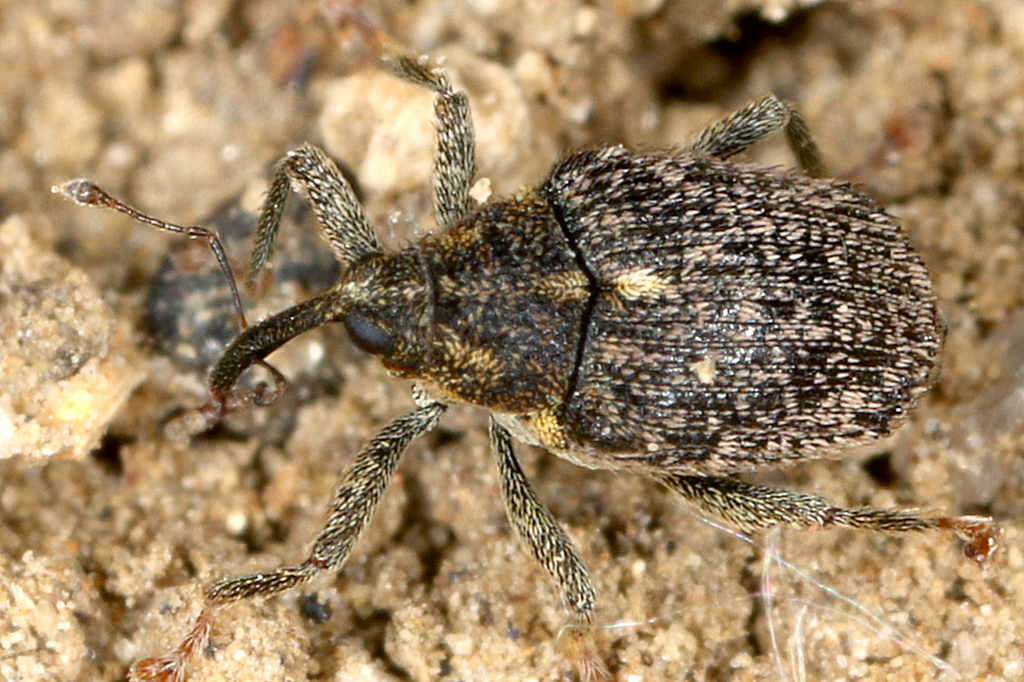 Small Nettle Weevil from Mistelbach, Österreich on June 23, 2022 at 05: ...