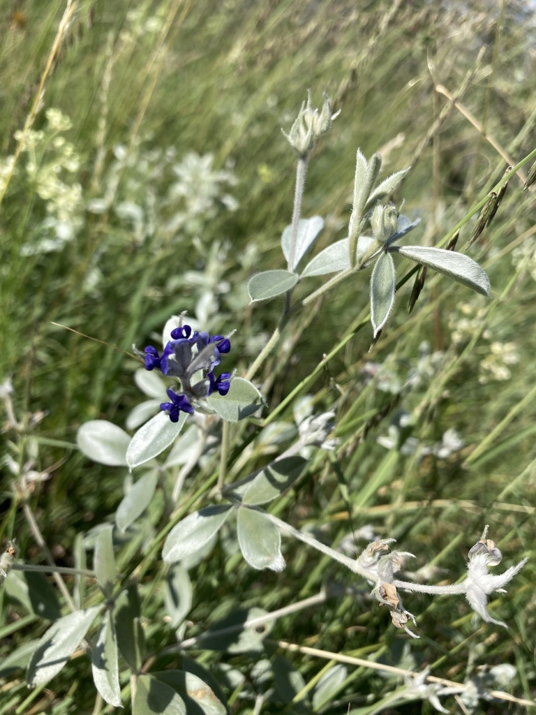 silvery scurfpea from Fort Abraham Lincoln State Park, Mandan, ND, US ...