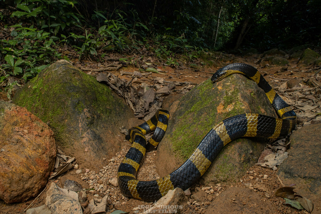 Banded Krait in August 2020 by Artur Tomaszek · iNaturalist