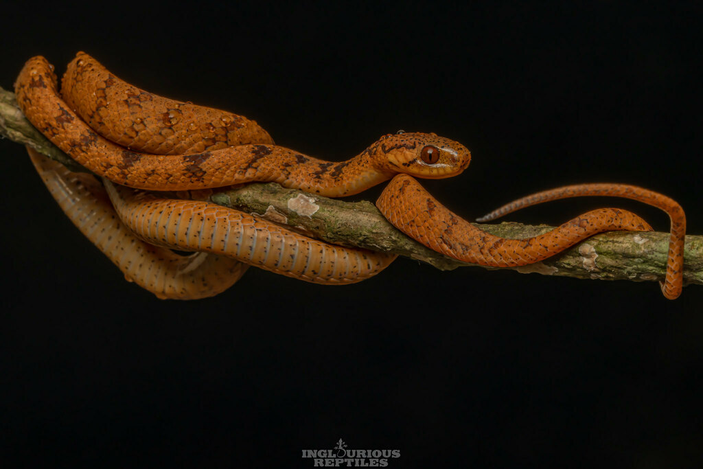 Chinese Slug Snake in June 2020 by Artur Tomaszek · iNaturalist