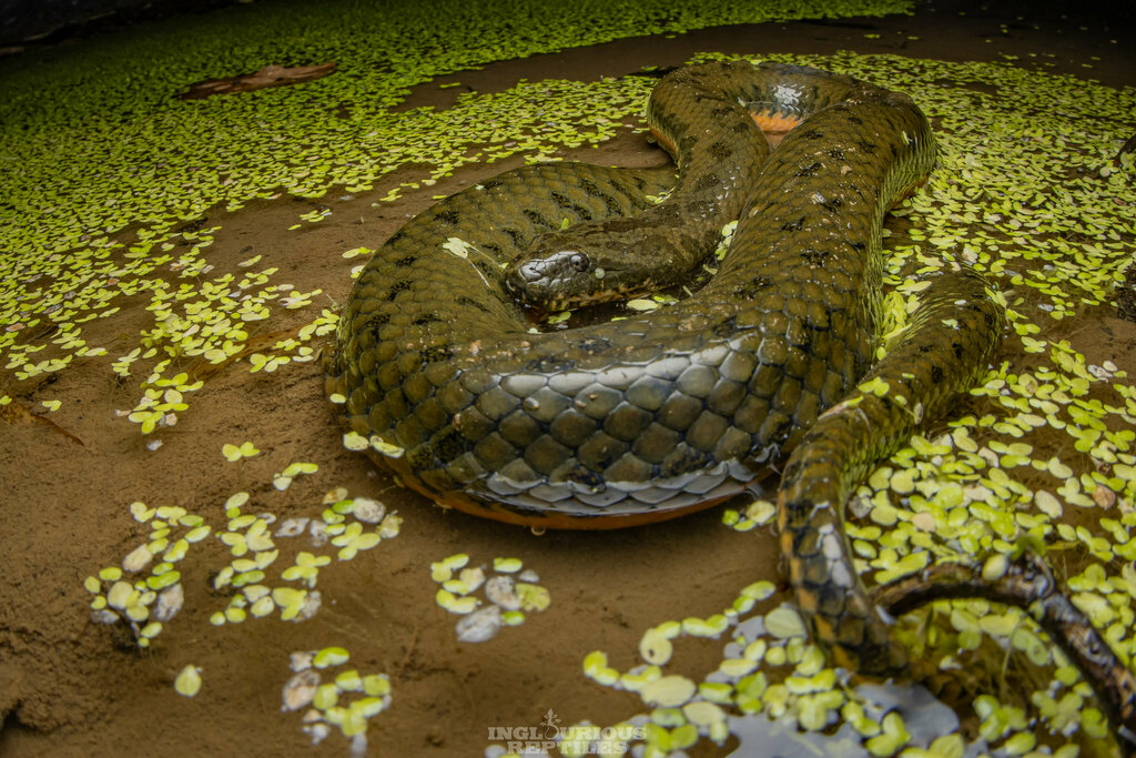 Chinese Water Snake in December 2020 by Artur Tomaszek · iNaturalist