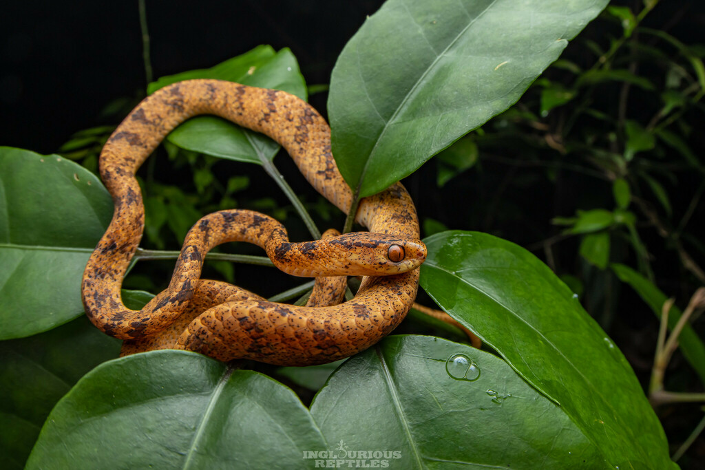Chinese Slug Snake in September 2021 by Artur Tomaszek · iNaturalist