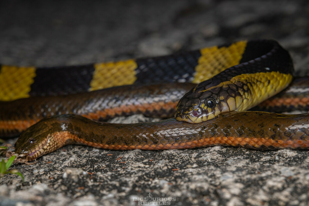 Chinese Water Snake in November 2021 by Artur Tomaszek · iNaturalist