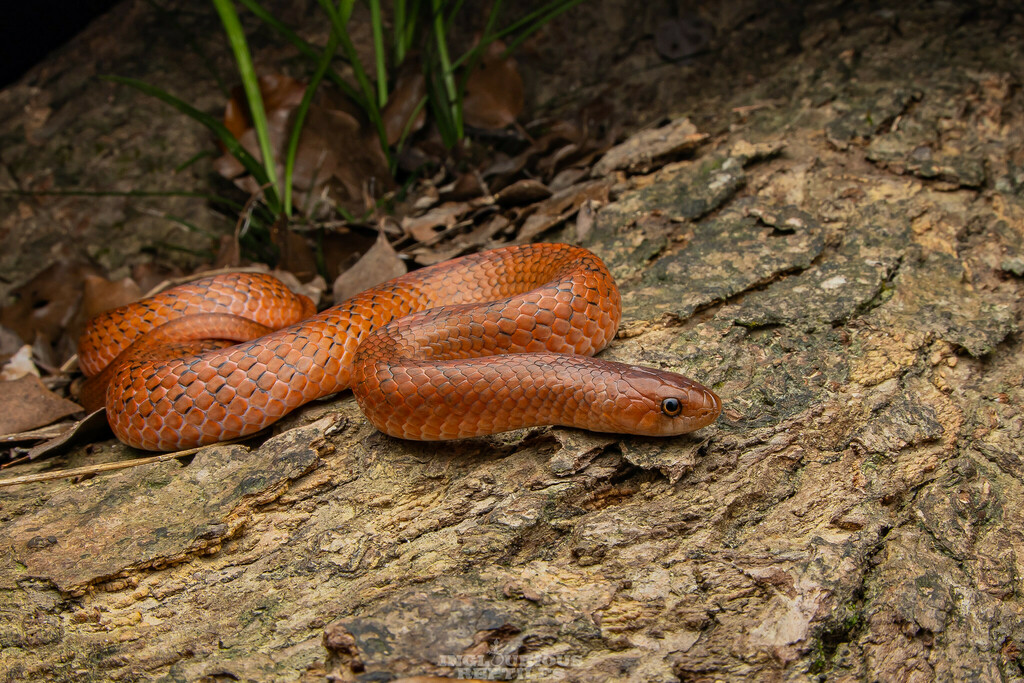 Black Cross-barred Kukri Snake in May 2022 by Artur Tomaszek · iNaturalist