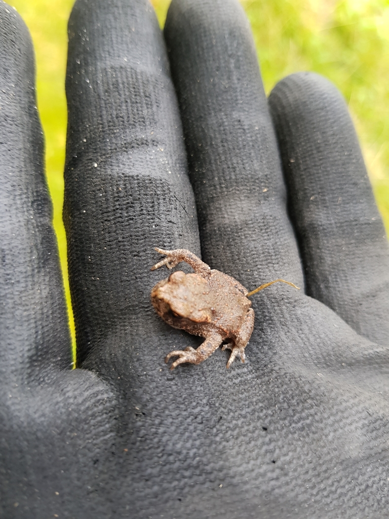European Toad from 5474 Veflinge, Danmark on August 07, 2022 at 03:54 ...