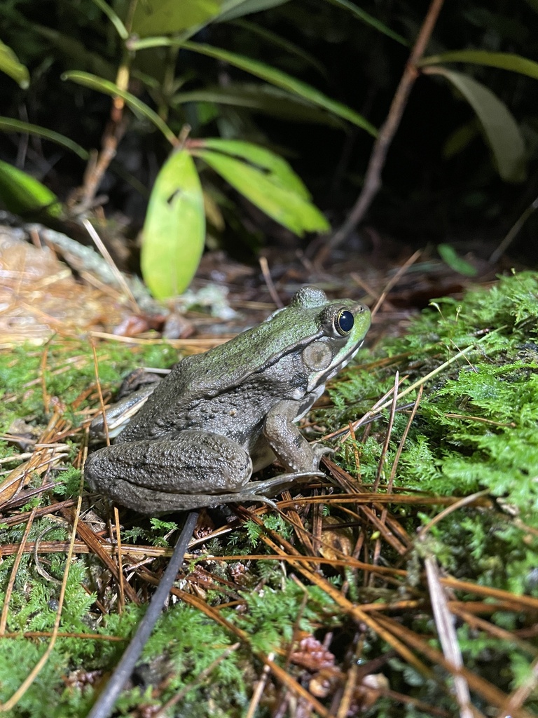 Green Frog from Nantahala National Forest, Highlands, NC, US on August ...