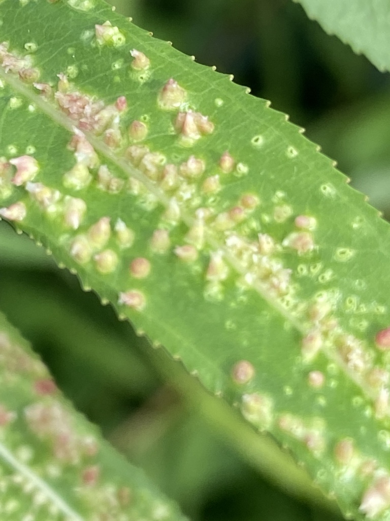 Willow Bead Gall Mite from Washington, DC, US on August 07, 2022 at 08: ...