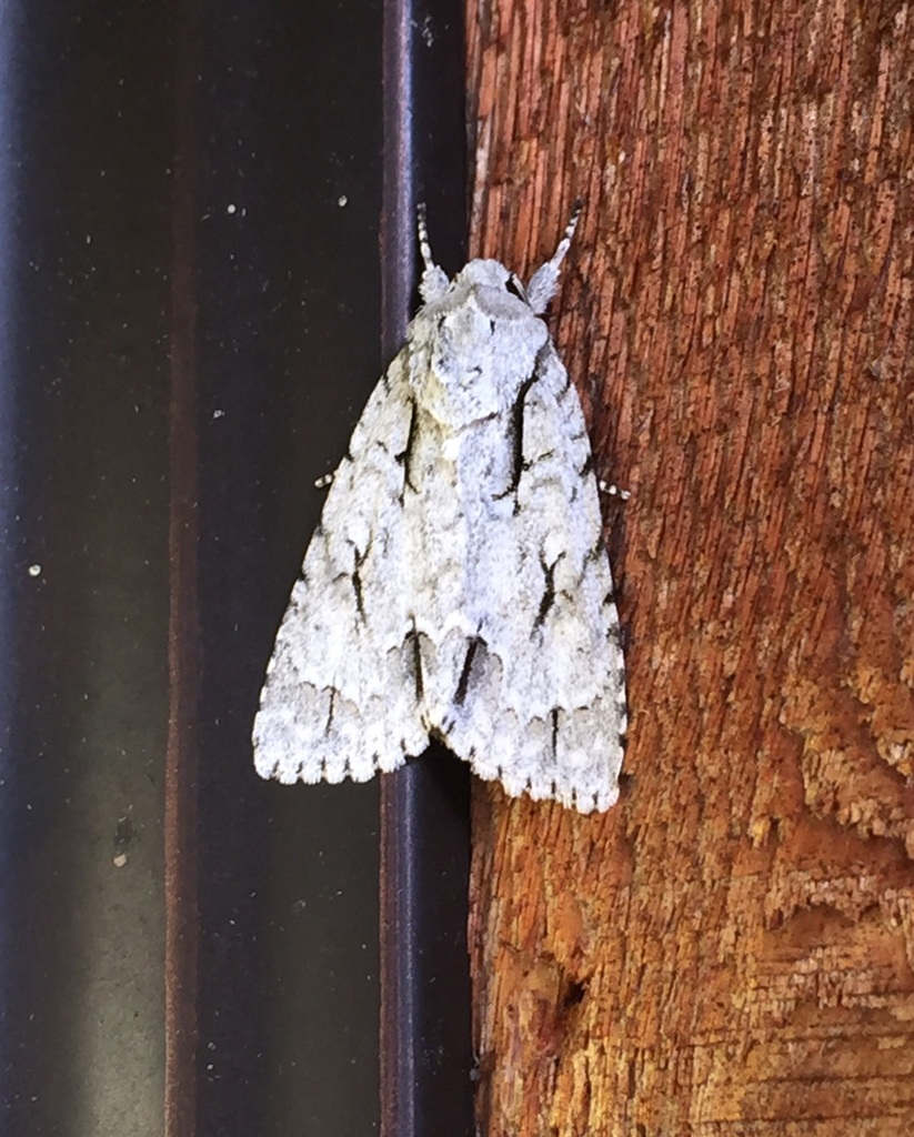 Greater Oak Dagger Moth (Butterflies and Moths of Floracliff Nature ...
