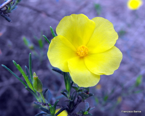 Halimium commutatum · iNaturalist