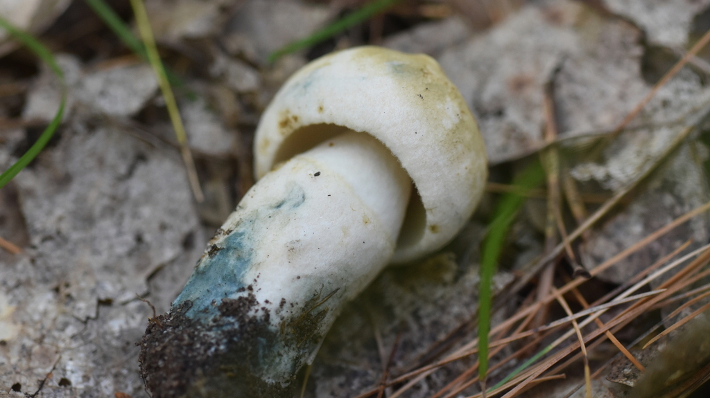 Cornflower Bolete from Cable, WI 54821, USA on August 04, 2022 at 10:25 ...