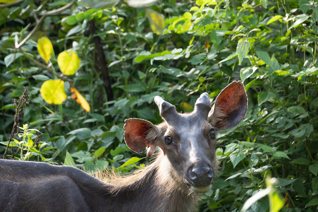 Sambar in August 2022 by Zé Fontes · iNaturalist