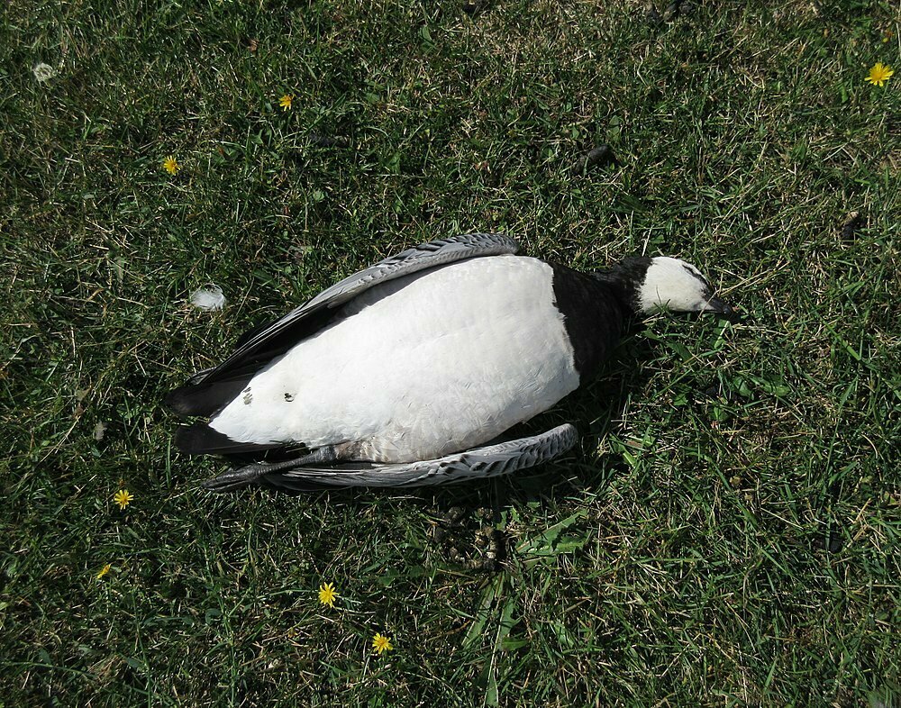 Barnacle Goose from Siltamäki, Helsinki, Finland on August 07, 2022 by ...