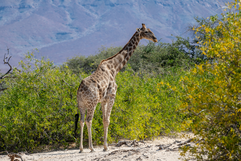 Namibian Giraffe in July 2022 by Artur Przybylo · iNaturalist