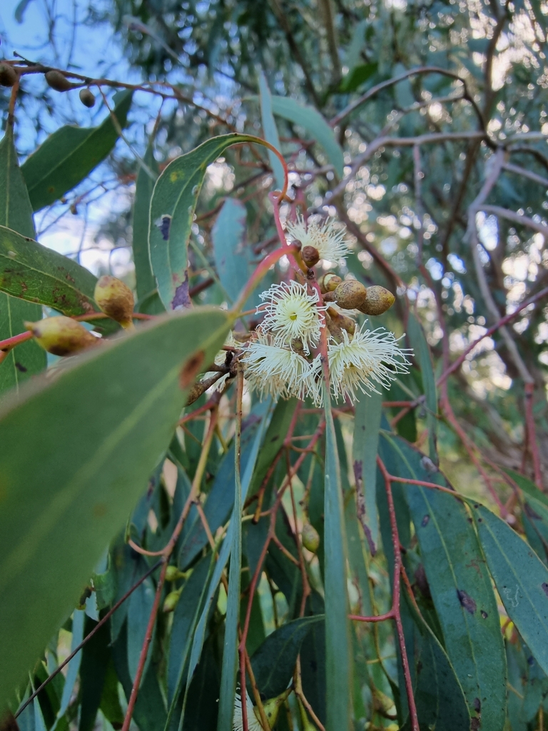 Yellow Box from Parkville VIC 3052, Australia on August 07, 2022 at 04: ...