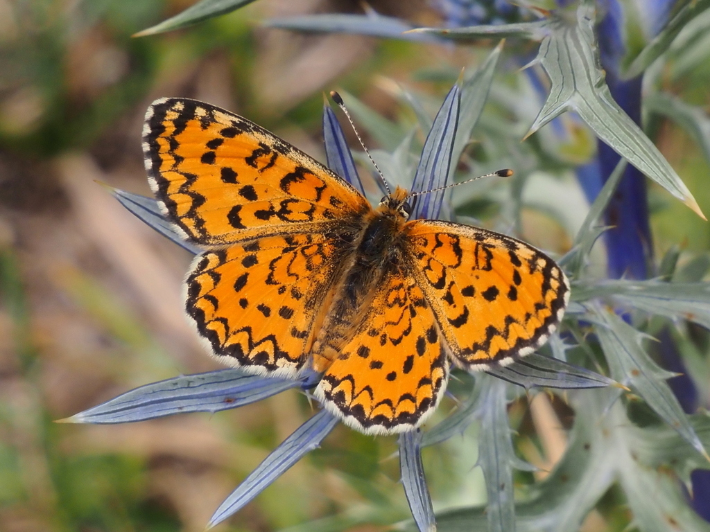 Lesser Spotted Fritillary from Ovindoli, Provincia dell'Aquila, Italia ...