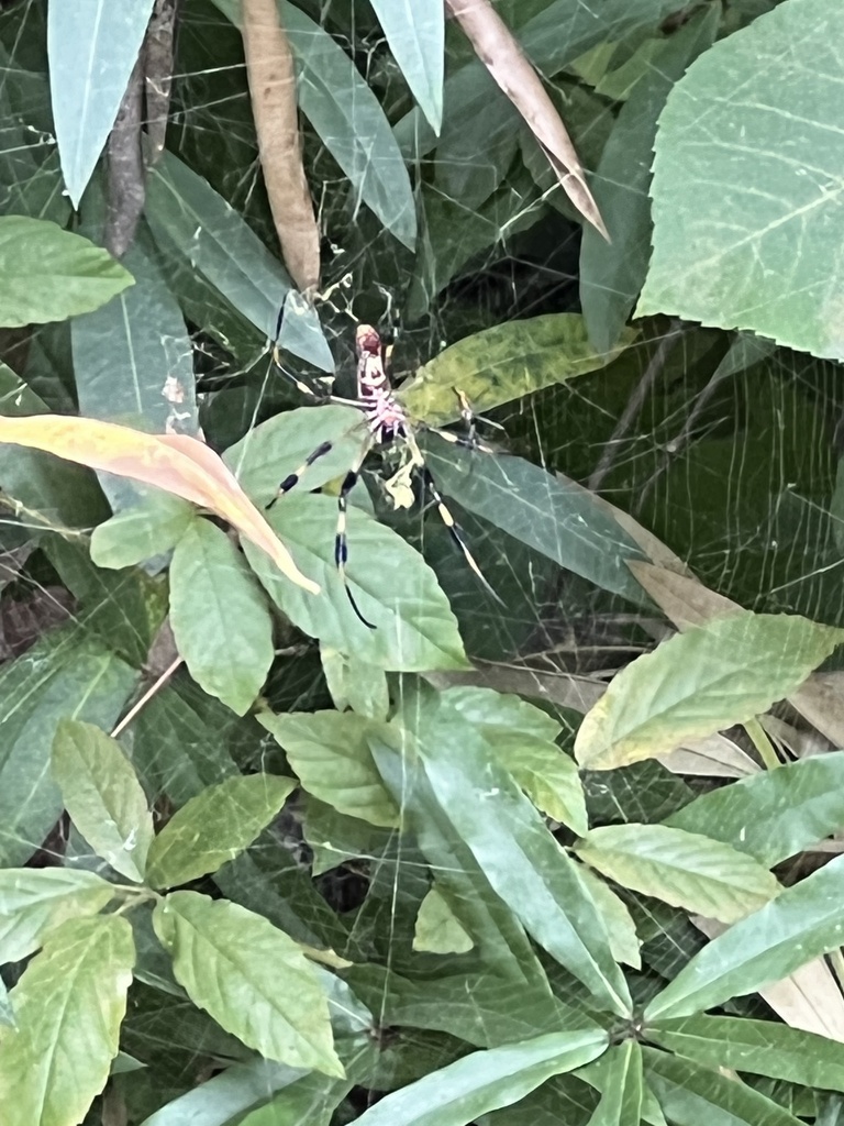 Golden Silk Spider from Cedar Terr, Columbia, SC, US on August 7, 2022 ...