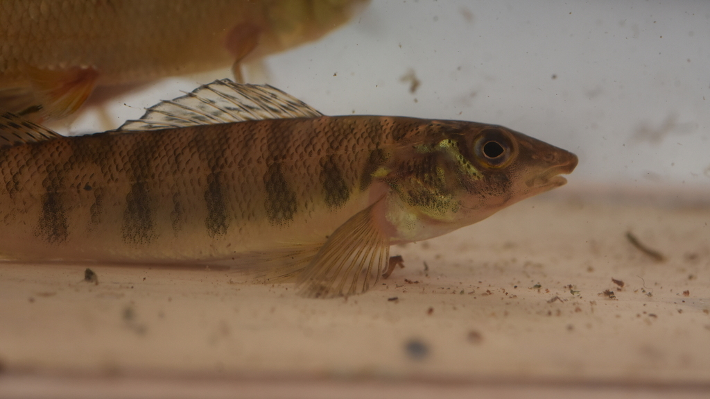 Common Logperch in August 2022 by Cade · iNaturalist