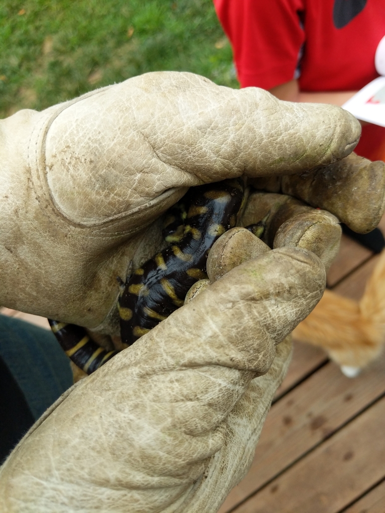 Barred Tiger Salamander from North Branch-Shell Creek, NE, USA on ...
