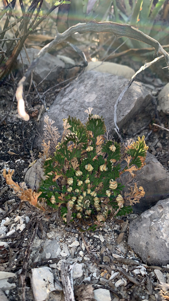 resurrection plant in October 2019 by Diego Canales · iNaturalist