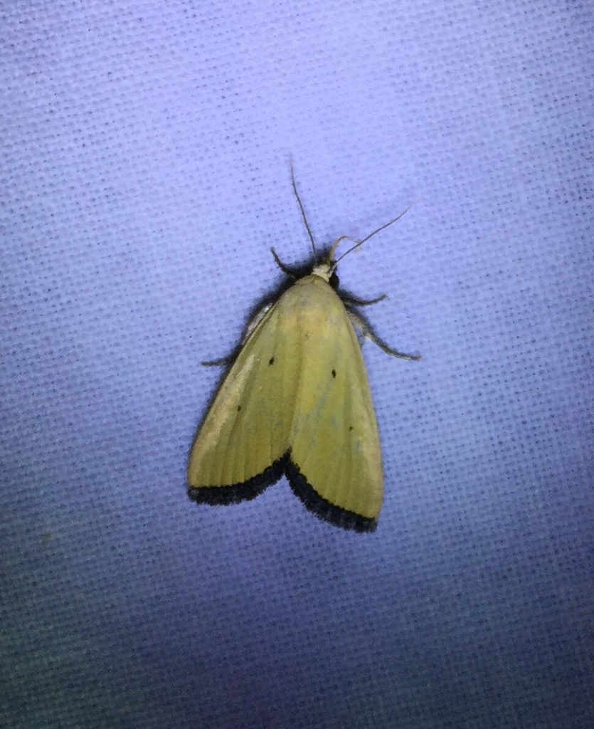 Black-bordered Lemon Moth (Butterflies and Moths of Floracliff Nature ...