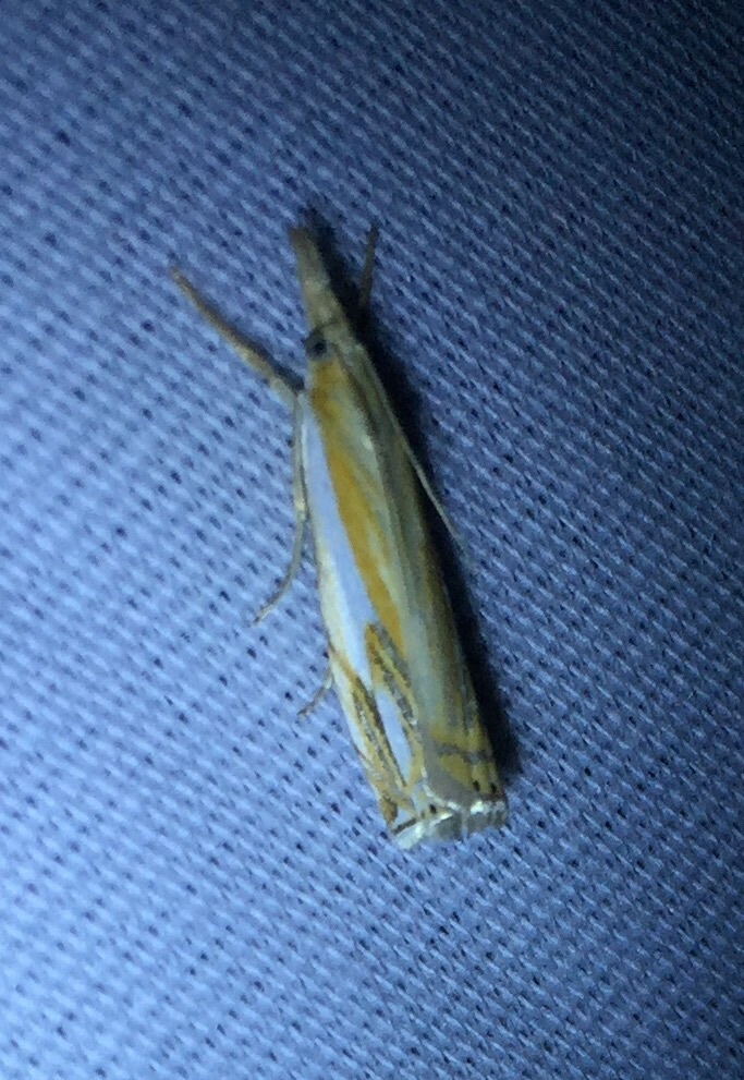 Crambus (Butterflies and Moths of Floracliff Nature Sanctuary ...