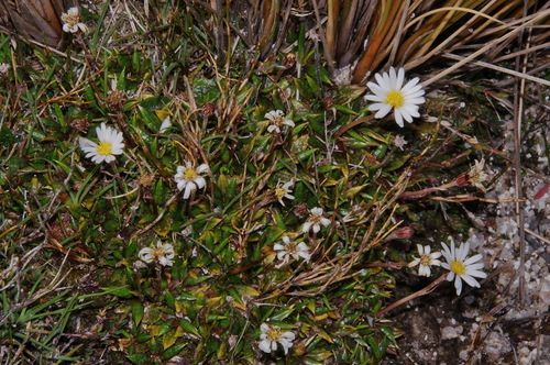 Mountain Daisy (Celmisia parva) · iNaturalist