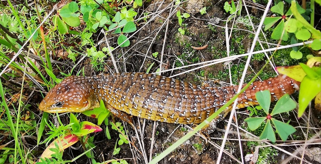 Northern Imbricate Alligator Lizard from 34357 Durango, Mexico on ...