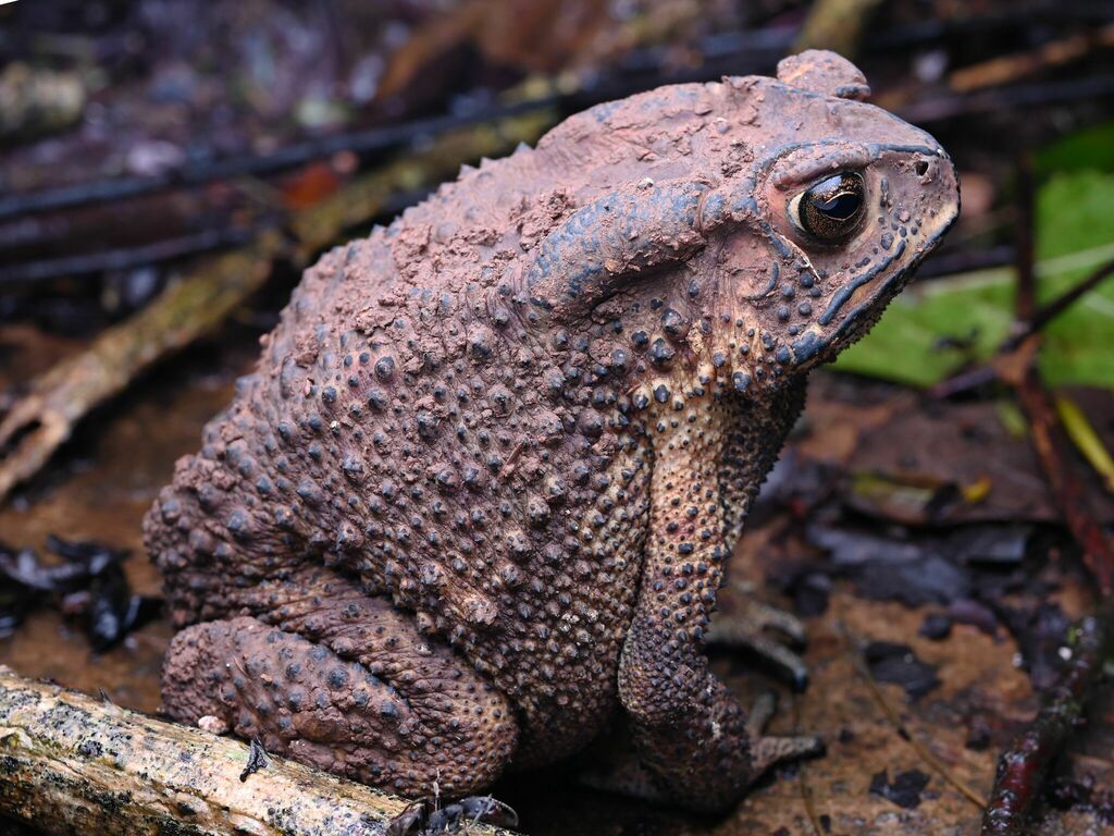 Asian Common Toad from 中国云南省西双版纳傣族自治州勐腊县 on August 7, 2022 at 10:45 PM ...