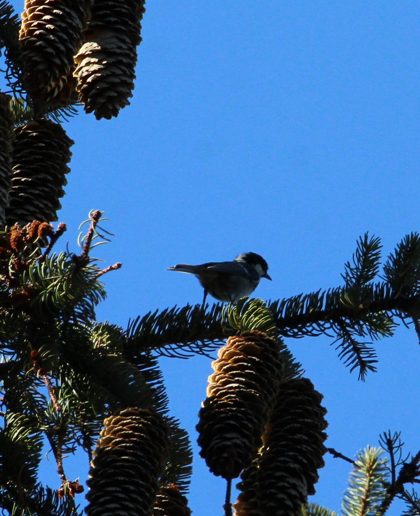Coal Tit from Parc Housen, Lëtzebuerg on August 07, 2022 at 04:37 PM by ...