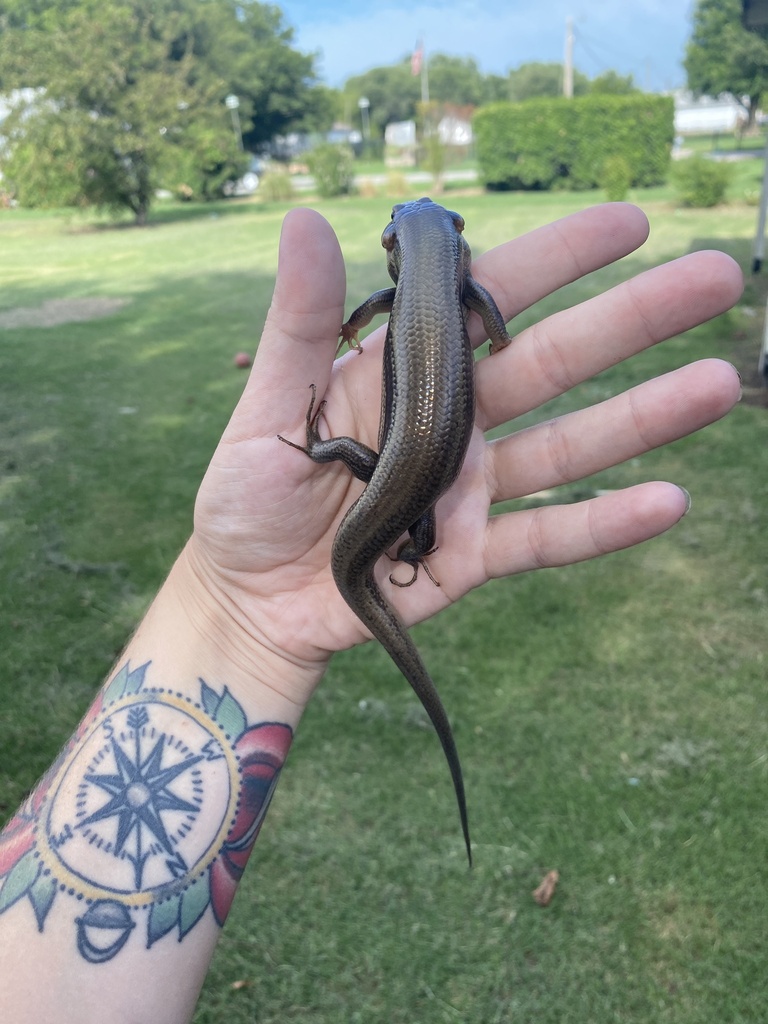 Broad-headed Skink from Old Airport Rd, Pryor, OK, US on August 7, 2022 ...