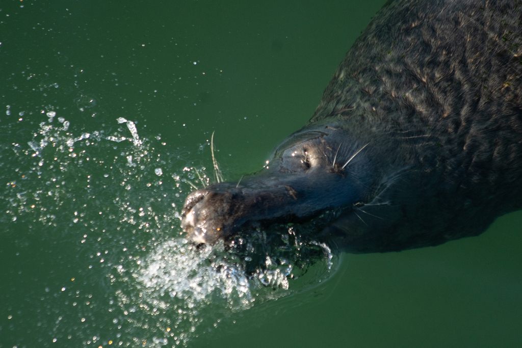Atlantic Grey Seal from South Yarmouth, Yarmouth, MA, USA on August 06 ...