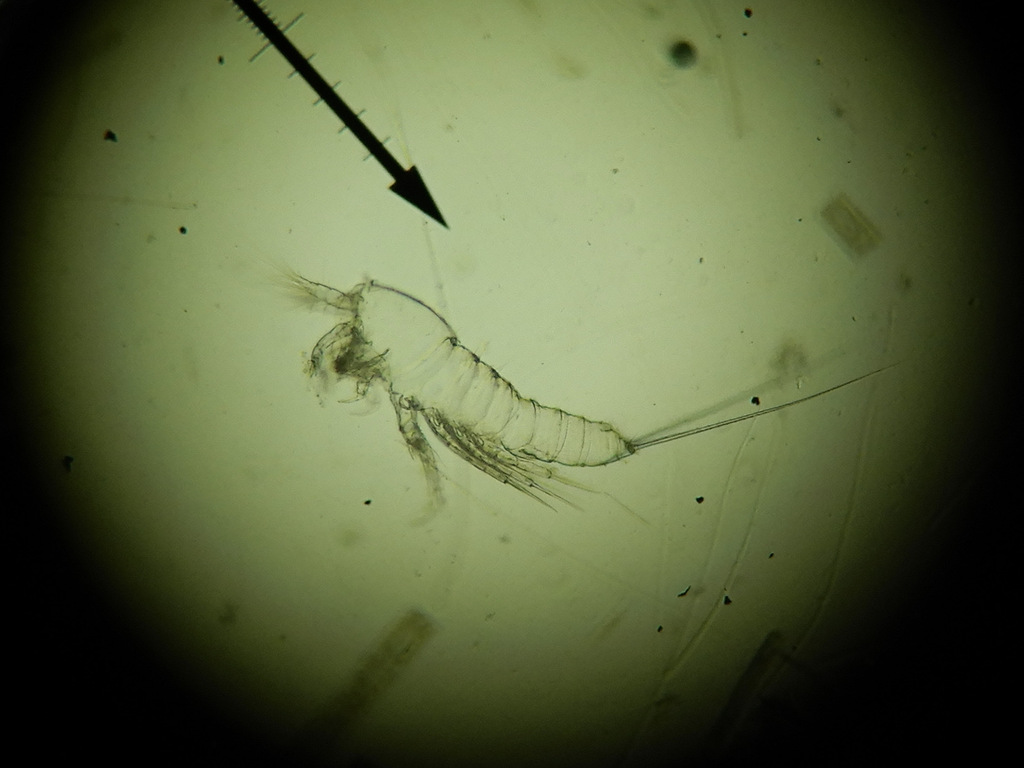 Harpacticoid Copepods from St Lucie County, FL, USA on August 07, 2022 ...