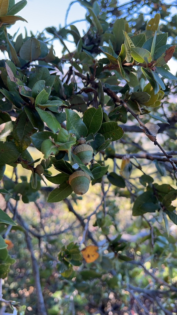 canyon live oak from Mill Valley on August 07, 2022 at 04:42 PM by Tina ...