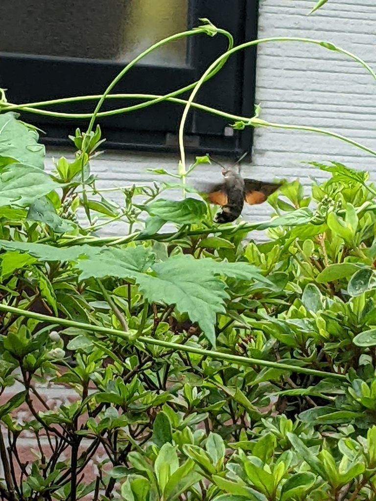 Eurasian Hummingbird Hawkmoth from 025-0066, Japan on August 7, 2022 at ...