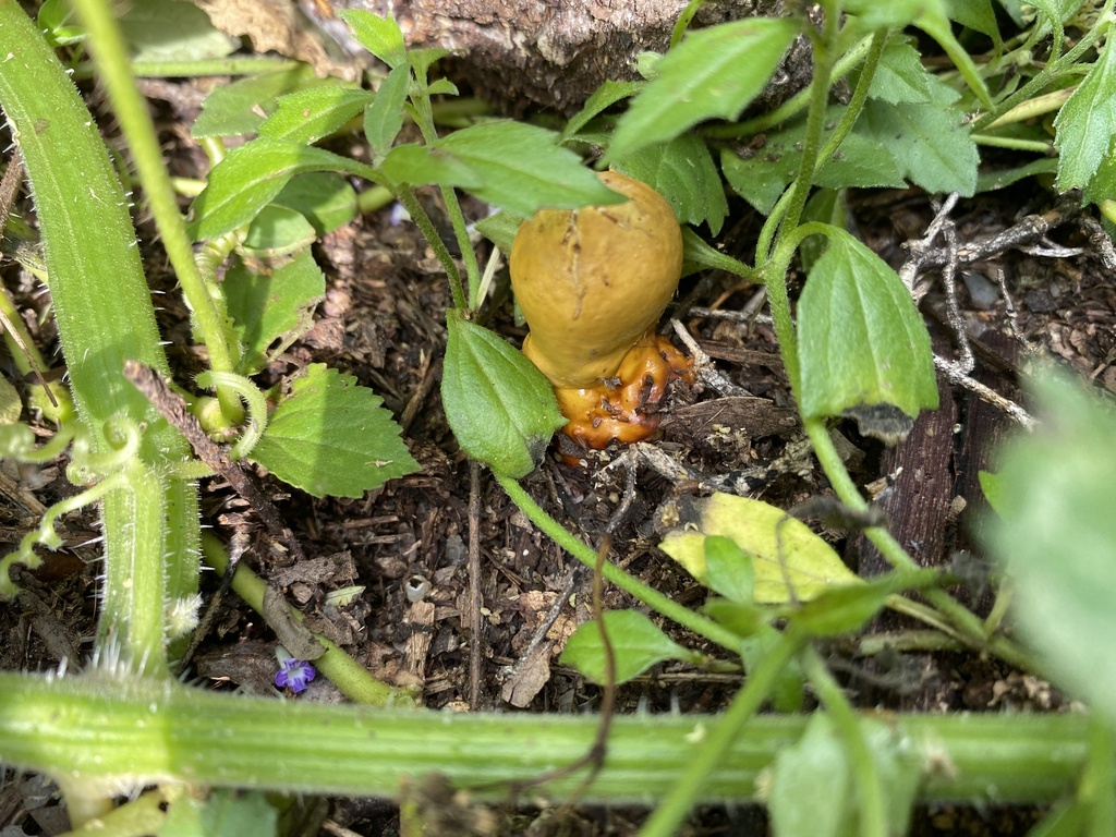 golden reishi from Carretera Comala - Villa de Álvarez, Comala, COL, MX ...