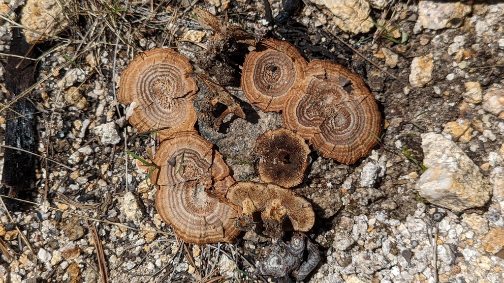 Coltricia in August 2022 by Michelle C. Torres-Grant · iNaturalist