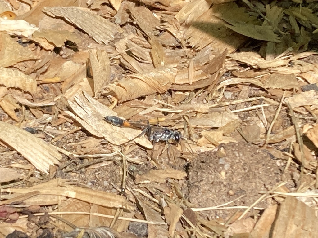Common Thread-waisted Wasp from Kelly Ln, Brighton, CO, US on July 24 ...