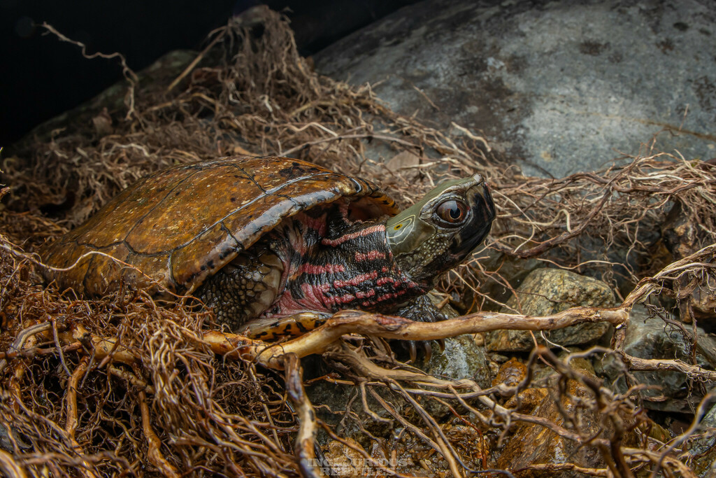 Four-eyed Turtle in November 2021 by Artur Tomaszek · iNaturalist