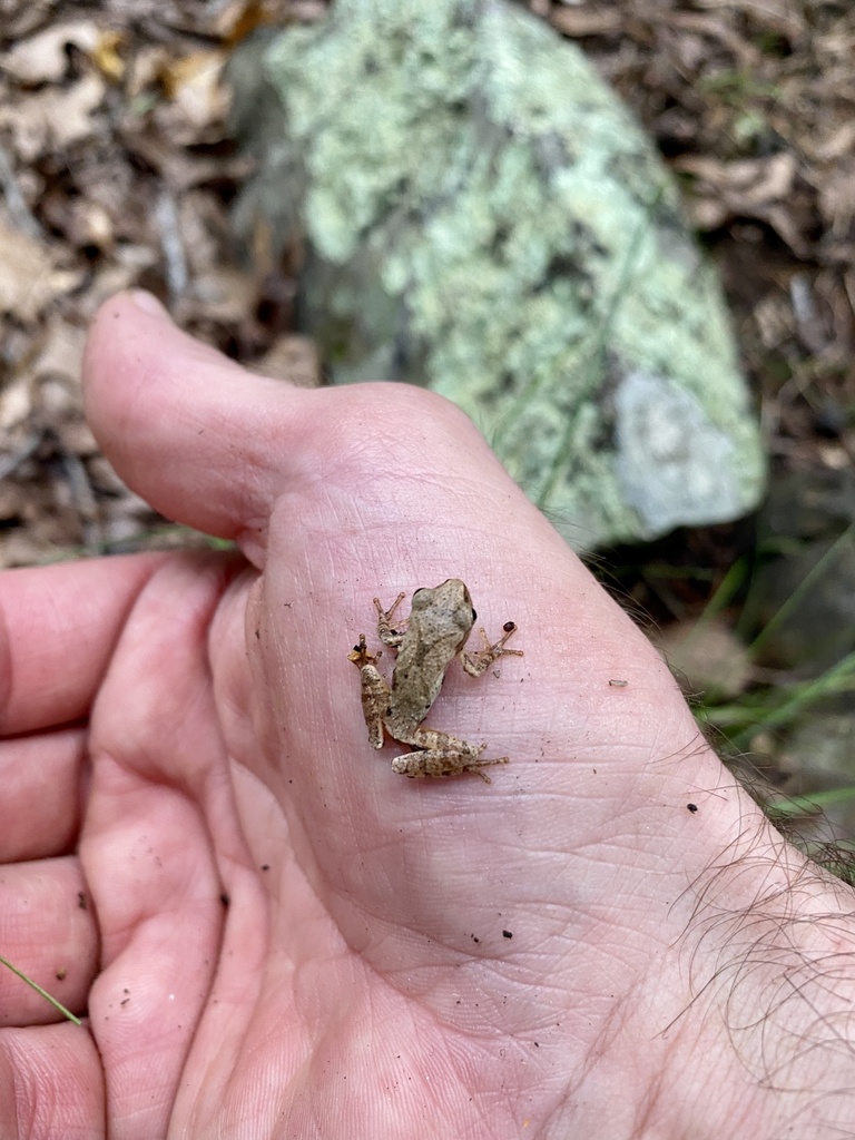 Spring Peeper from Bear Island, Potomac, MD, US on July 29, 2022 at 07: ...