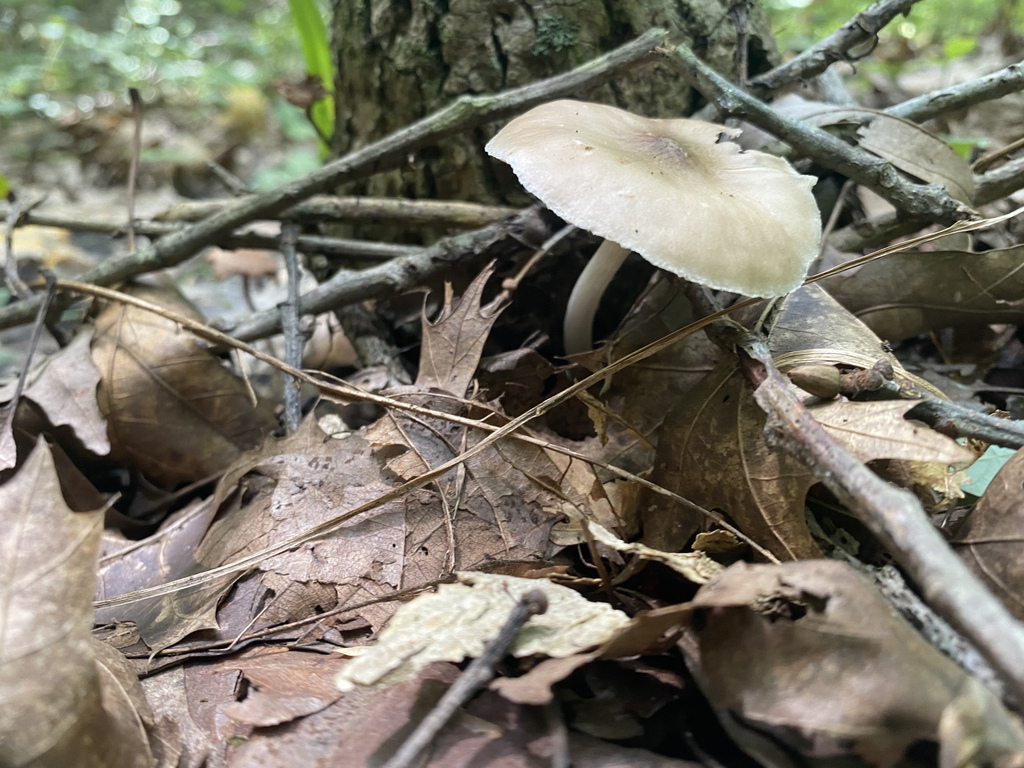 scaly shield from Indiana University, Bloomington, IN, US on August 07 ...
