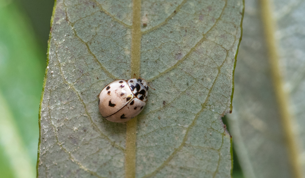 Ashy Gray Lady Beetle from Eastern Malibu, Malibu, CA, USA on August 07 ...