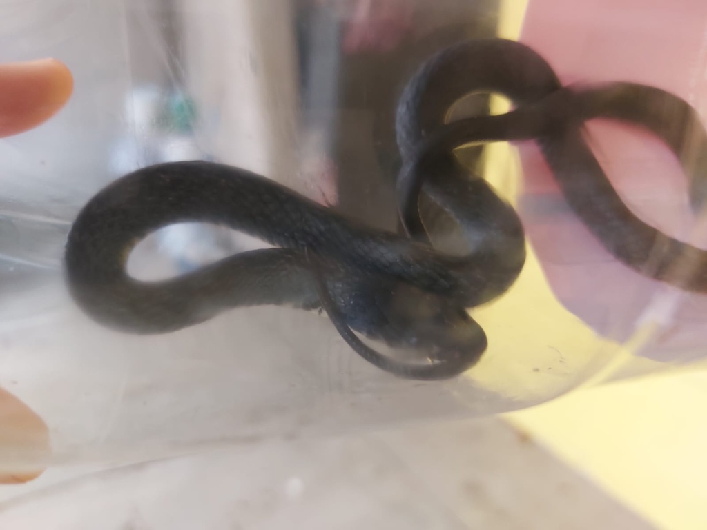 Central American Indigo Snake from Cuerámaro, Guanajuato, MX on August ...