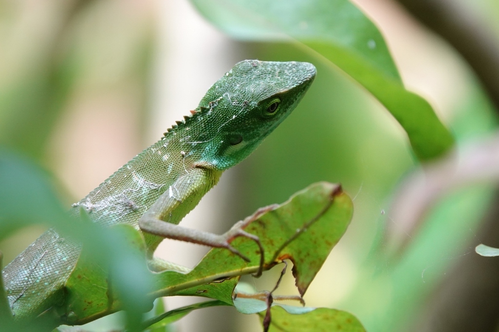Green Crested Lizard from Abra de Ilog, Occidental Mindoro, Philippines ...