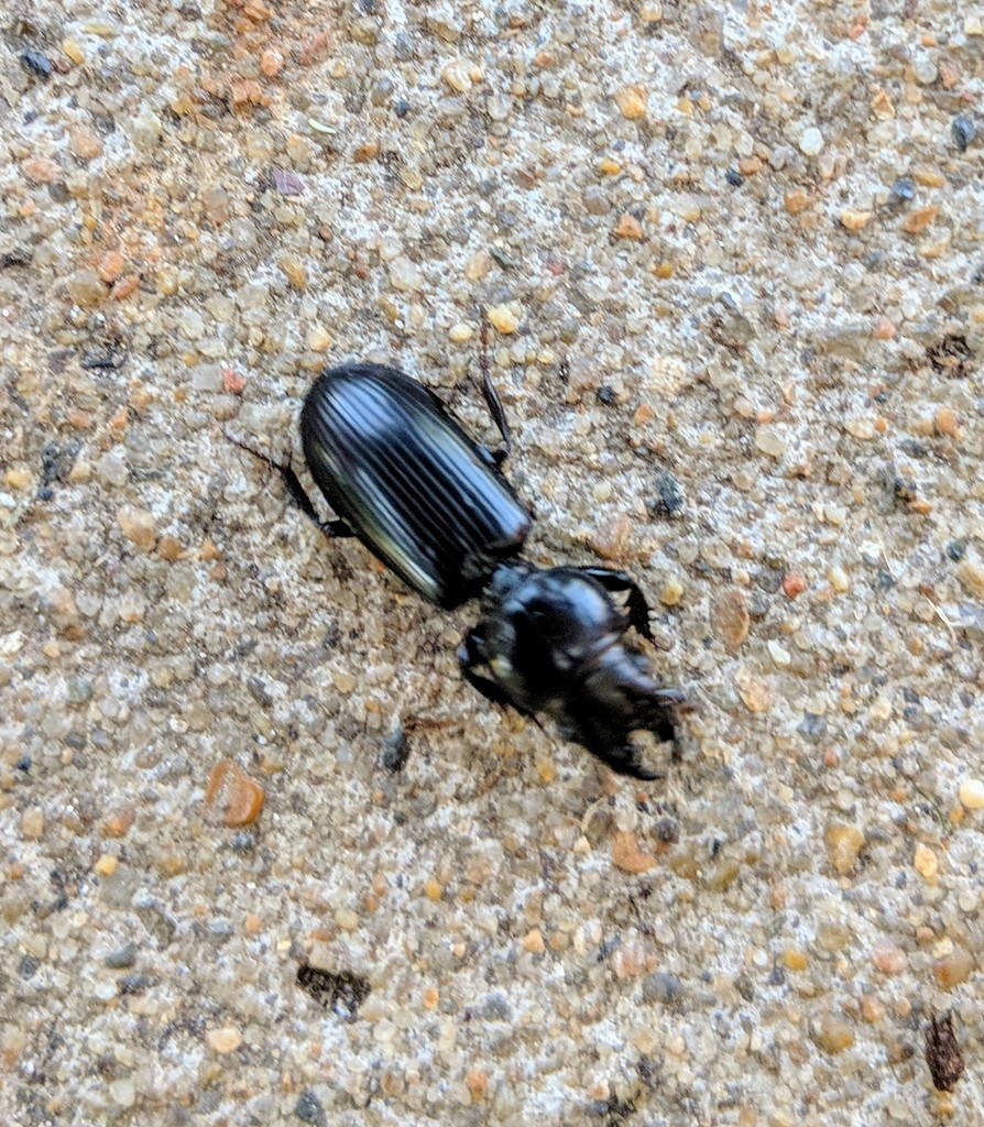 Big-headed Ground Beetle in July 2018 by Rebekah Holtsclaw · iNaturalist
