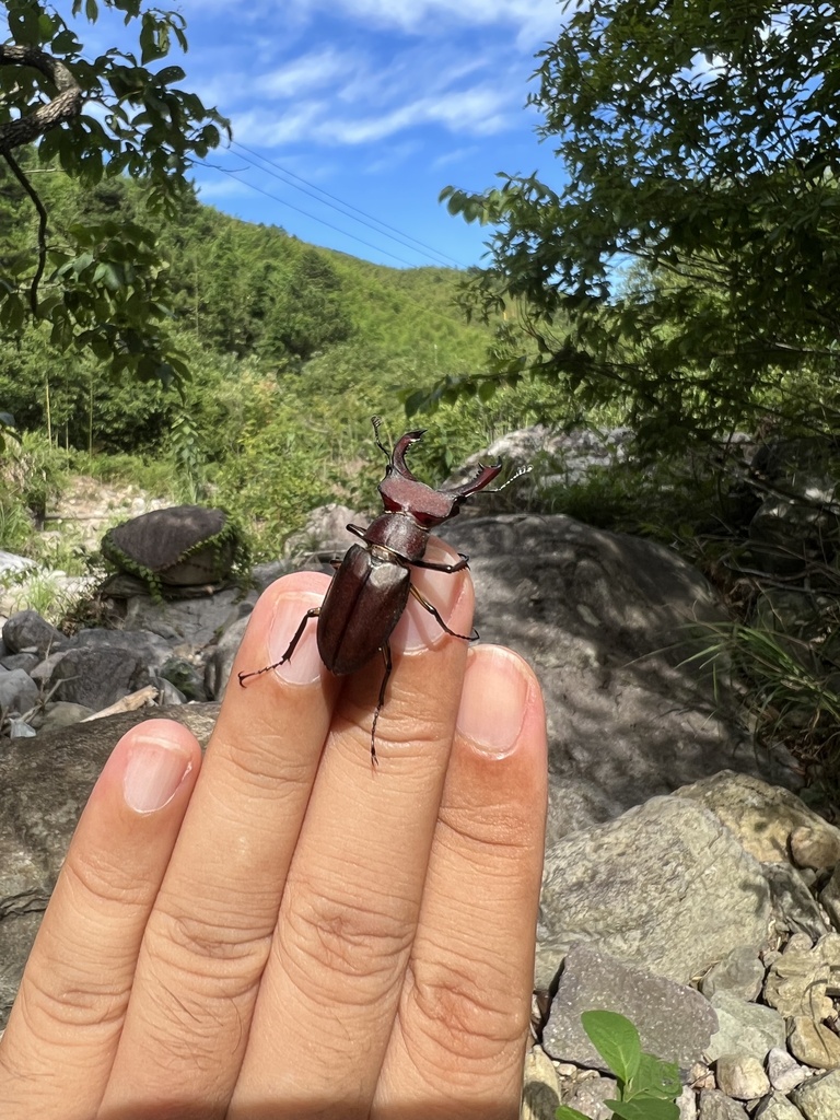 Lucanus fortunei in August 2022 by Niao Pan · iNaturalist