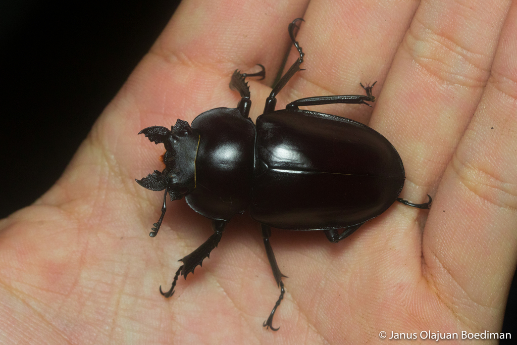 Neolucanus maximus vendli in July 2021 by Janus Olajuan Boediman ...