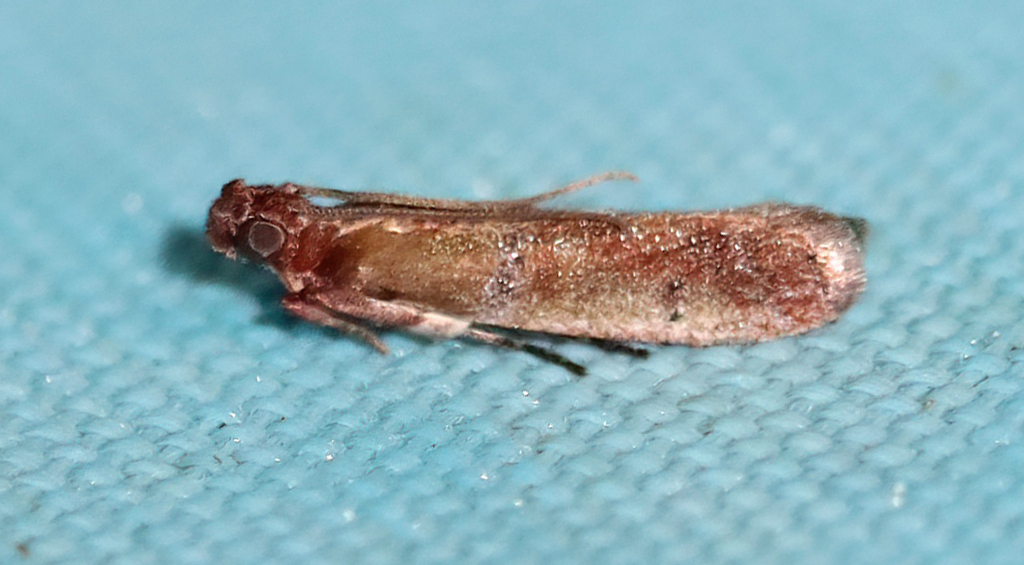 Palm Bud Moth from Wekiwa Springs, FL 32779, USA on August 06, 2022 at ...