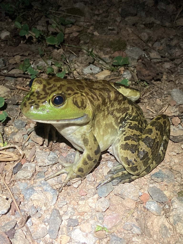 American Bullfrog from Pebble Beach Ct, Charlottesville, VA, US on ...