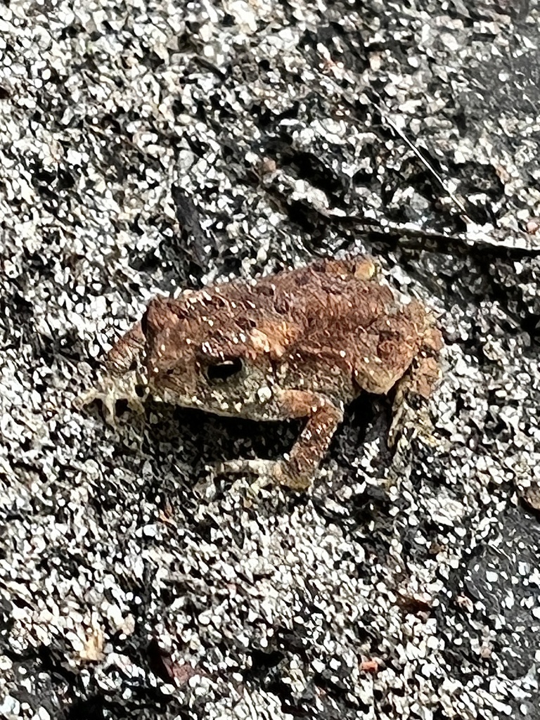 American Toad from Charles A. Lindbergh State Park, Little Falls, MN ...
